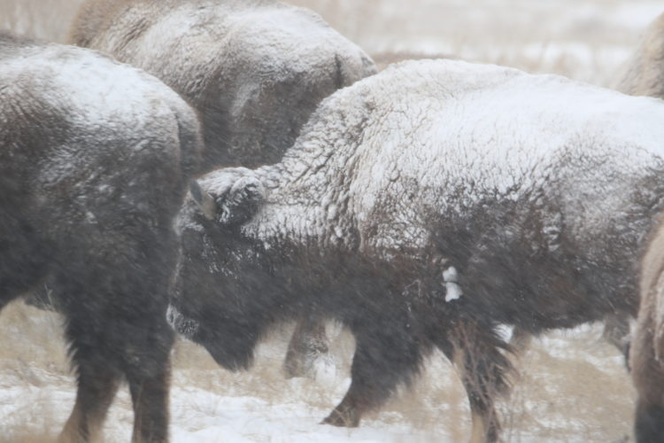 White Bison - SkySpy Photos, Images, Video