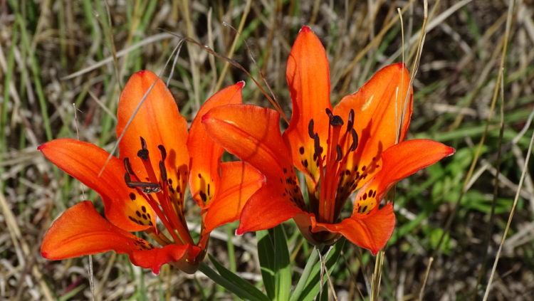 Prairie lilies in bloom - SkySpy Photos, Images, Video