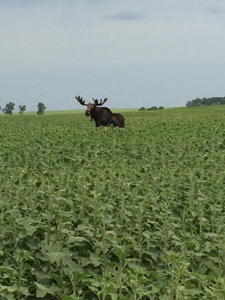 Moose on the Loose - SkySpy Photos, Images, Video