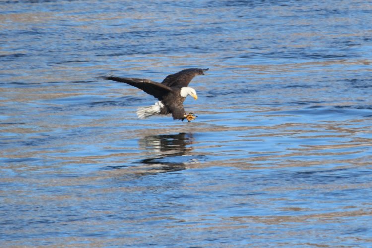 Bald Eagle Grab - SkySpy Photos, Images, Video