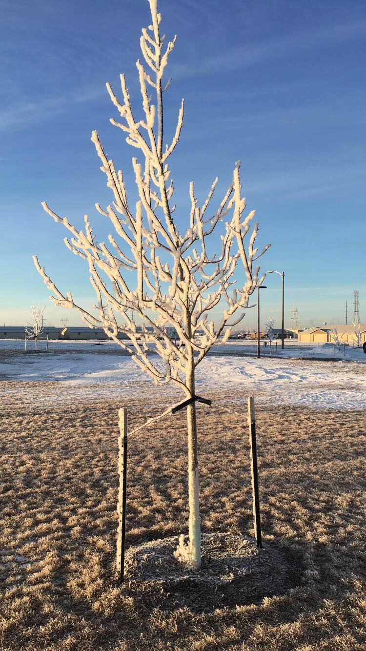 Frost on Tree - SkySpy Photos, Images, Video