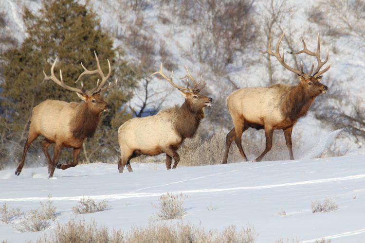 Elk on the Run - SkySpy Photos, Images, Video