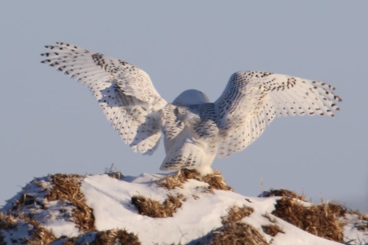 Snowy Owl Wing Span - SkySpy Photos, Images, Video