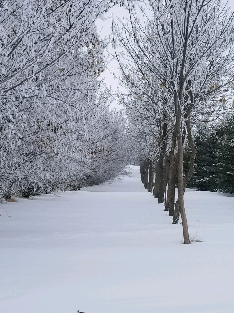 Beautiful Frosty Morning - SkySpy Photos, Images, Video