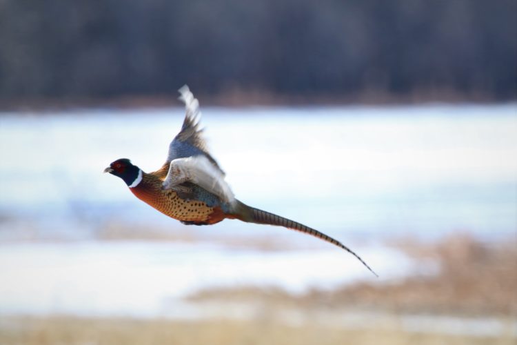 Pheasant in Flight - SkySpy Photos, Images, Video
