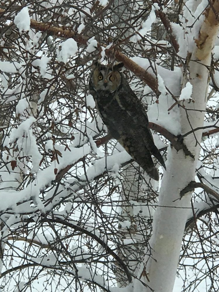 Owl in a snowy birch tree - SkySpy Photos, Images, Video