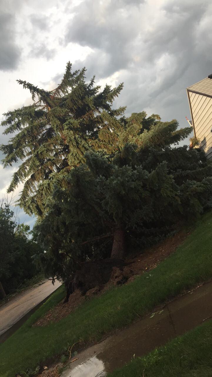 Uprooted Tree - SkySpy Photos, Images, Video