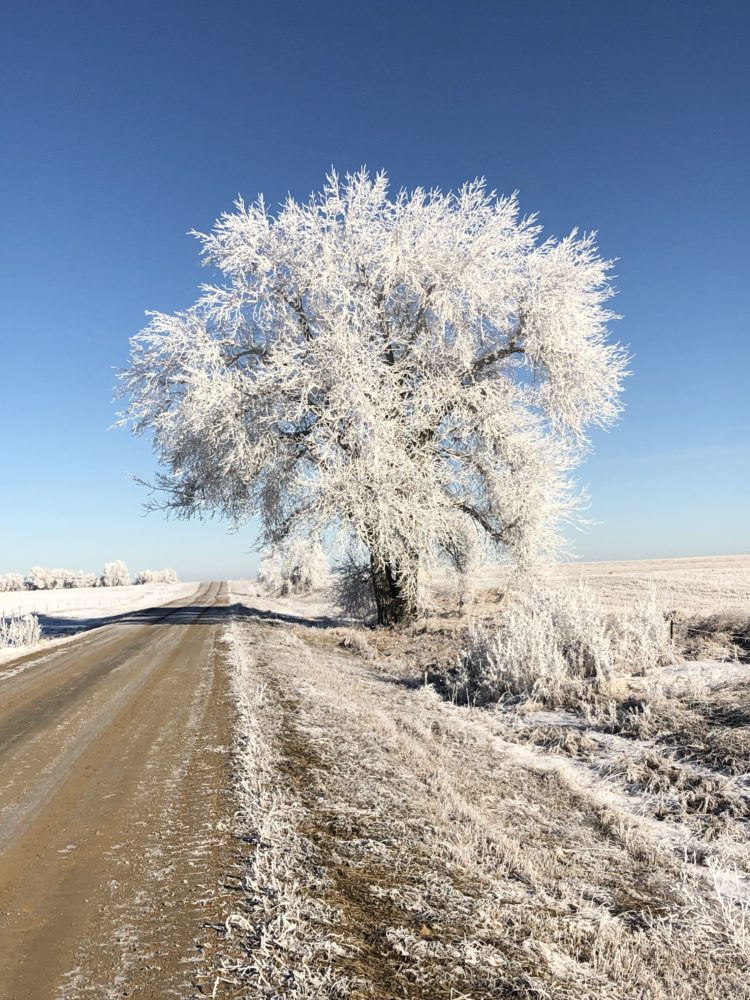 Morning Frost - SkySpy Photos, Images, Video