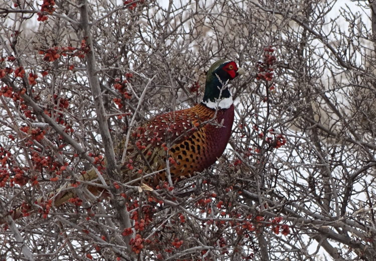 Pheasant in Buffalo Berry Bush - SkySpy Photos, Images, Video