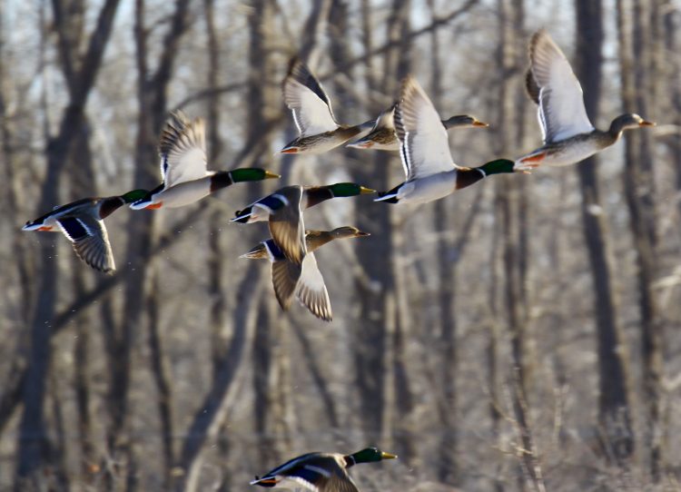 Ducks in Flight - SkySpy Photos, Images, Video